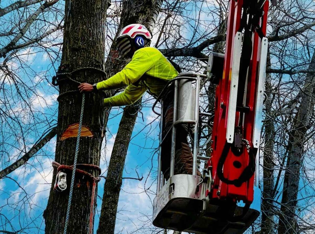 Tree Service | Husky Tree Services | Tree Removal Experts